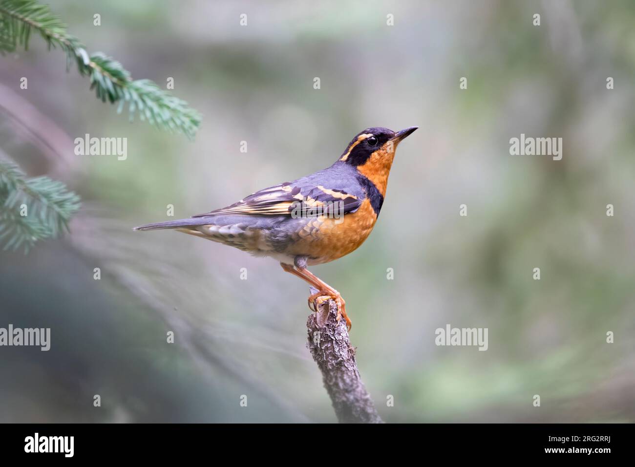 A beautiful male Varied Thrush sits still for a moment on an exposed ...
