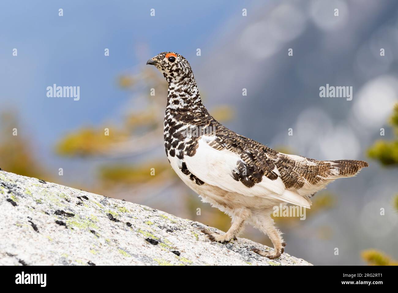 White tailed ptarmigan white plumage hi-res stock photography and ...