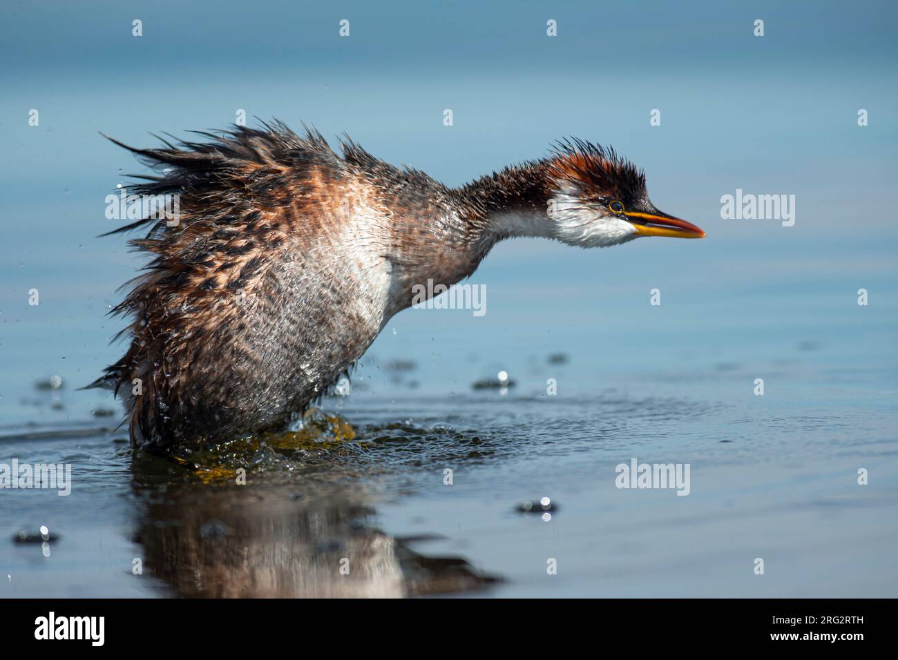 Titicaca grebe hi-res stock photography and images - Alamy