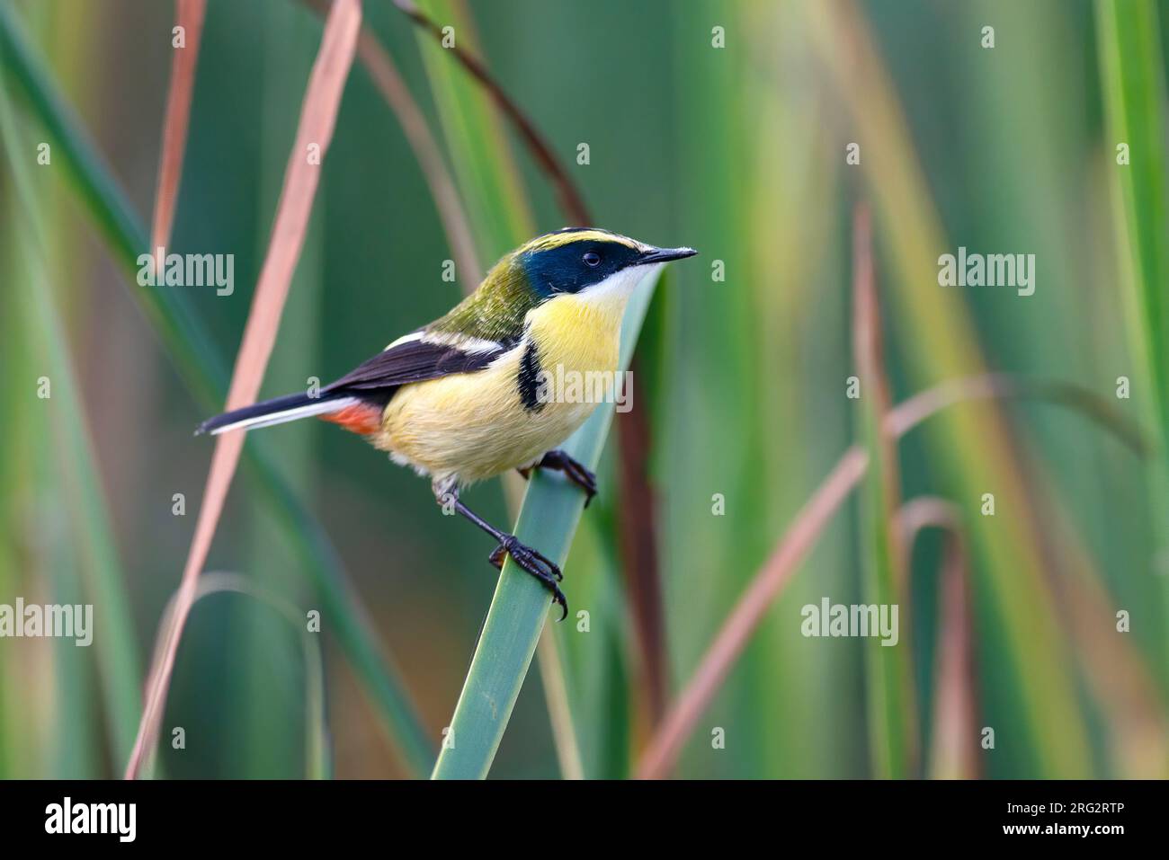 This Many-colored Rush Tyrant (Tachuris rubrigastra) is locally know as ...