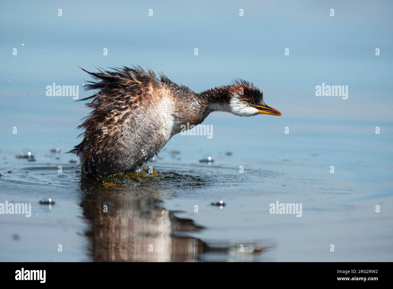 The Titicaca Grebe (Rollandia microptera), also known as Titicaca ...