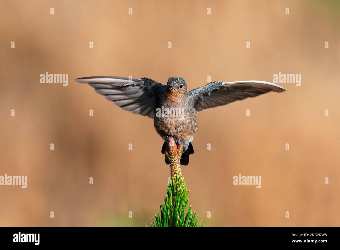 Giant Hummingbird Flying