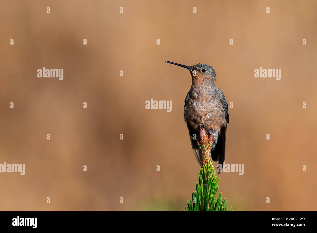 A Giant Hummingbird (Patagona gigas) sits on top of a pine tree just ...