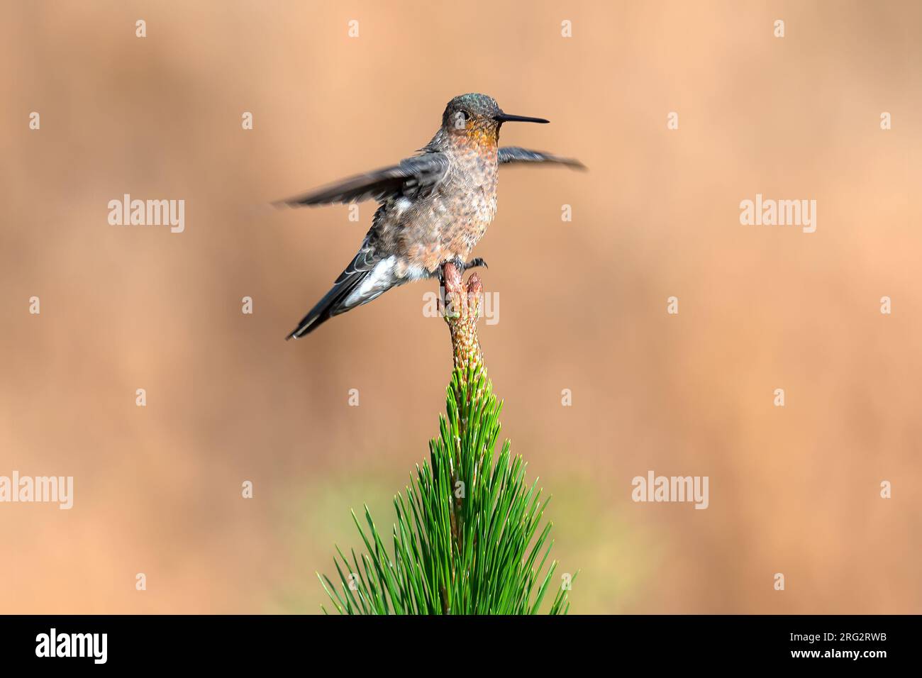 A Giant Hummingbird (Patagona gigas) is finding its balance on top of a ...