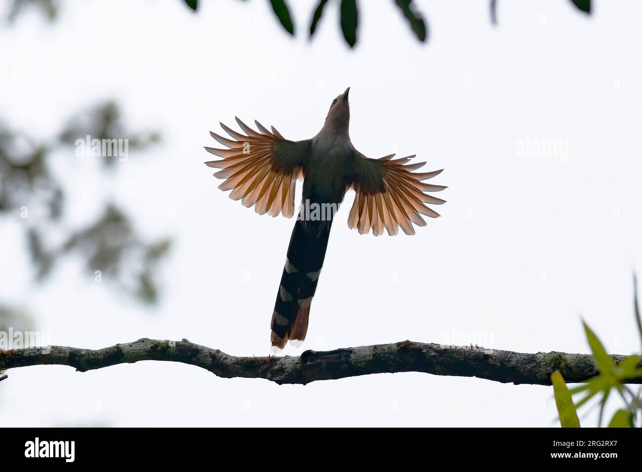 A squirrel cuckoo (Piaya cayana) flies over head on Manu Road in Manu ...