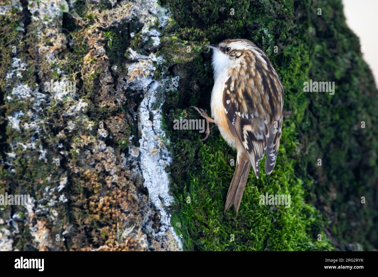 A Short-toed Treecreeper (Certhia brachydactyla) is creeping along a ...