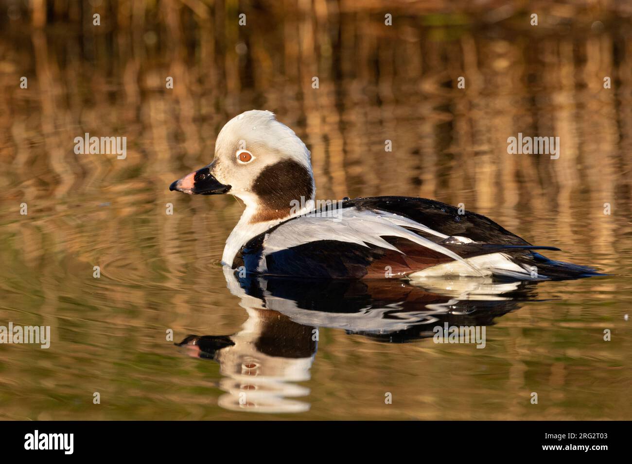 Drake long tailed duck hi-res stock photography and images - Alamy