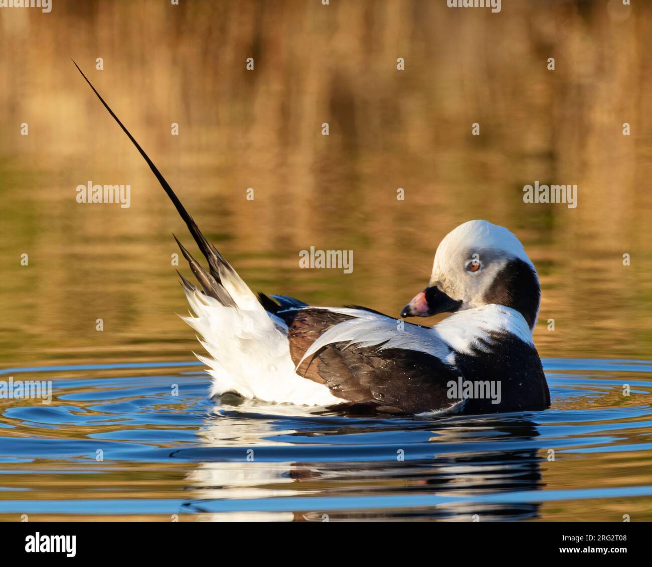 A beautiful drake Long-tailed Duck (Clangula hyemalis) is giving close ...