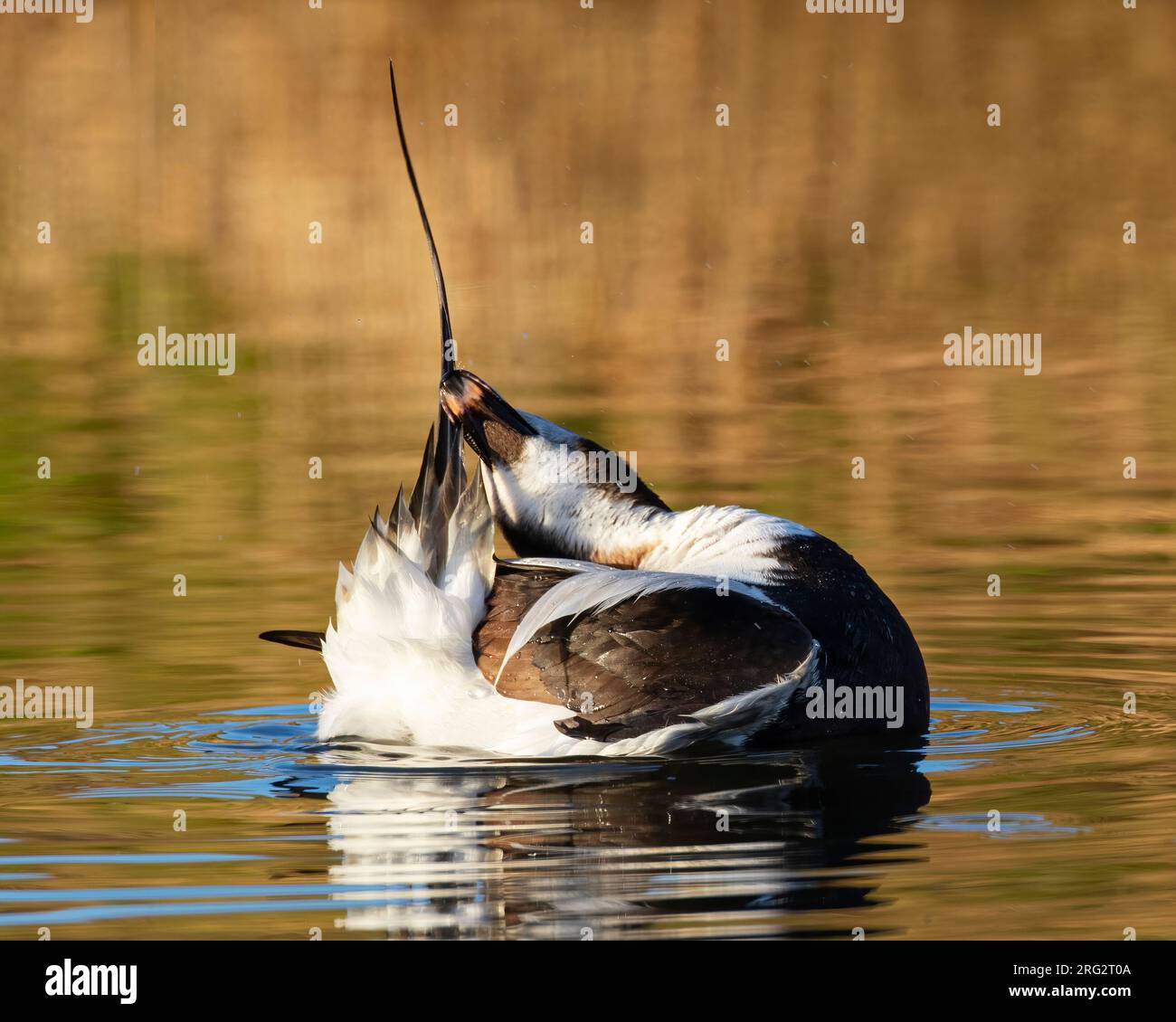 Drake long tailed duck hi-res stock photography and images - Alamy