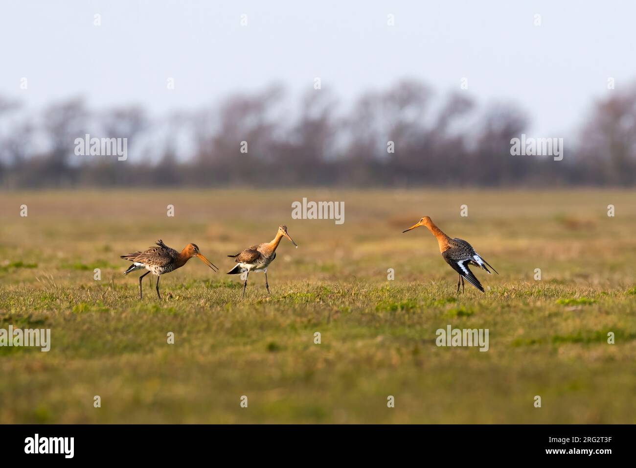 Dutch National Bird