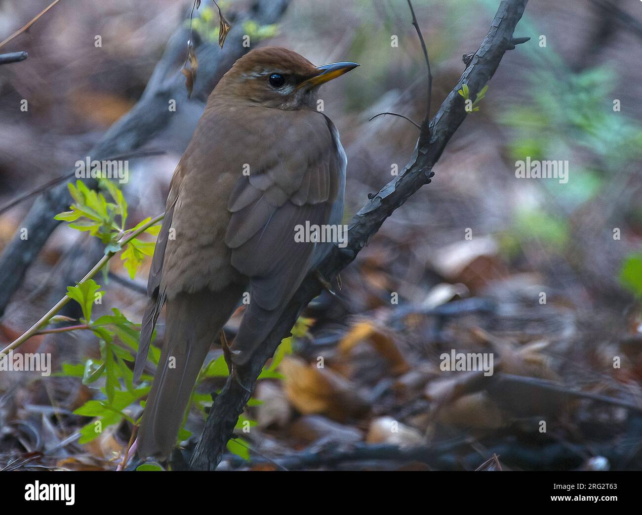 One sided image hi-res stock photography and images - Alamy