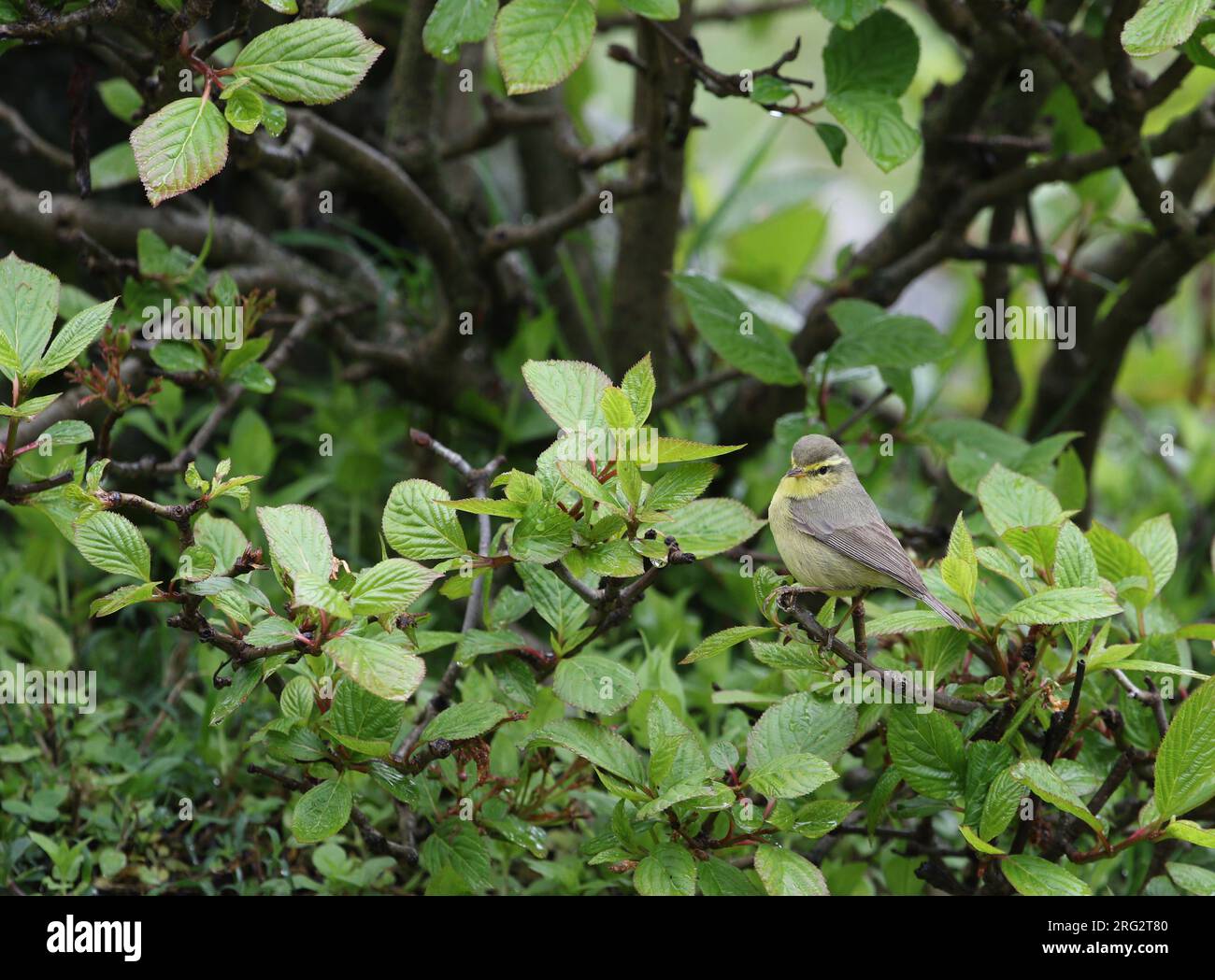 Tickell's Leaf Warbler (Phylloscopus affinis) in the Liddar Valley ...