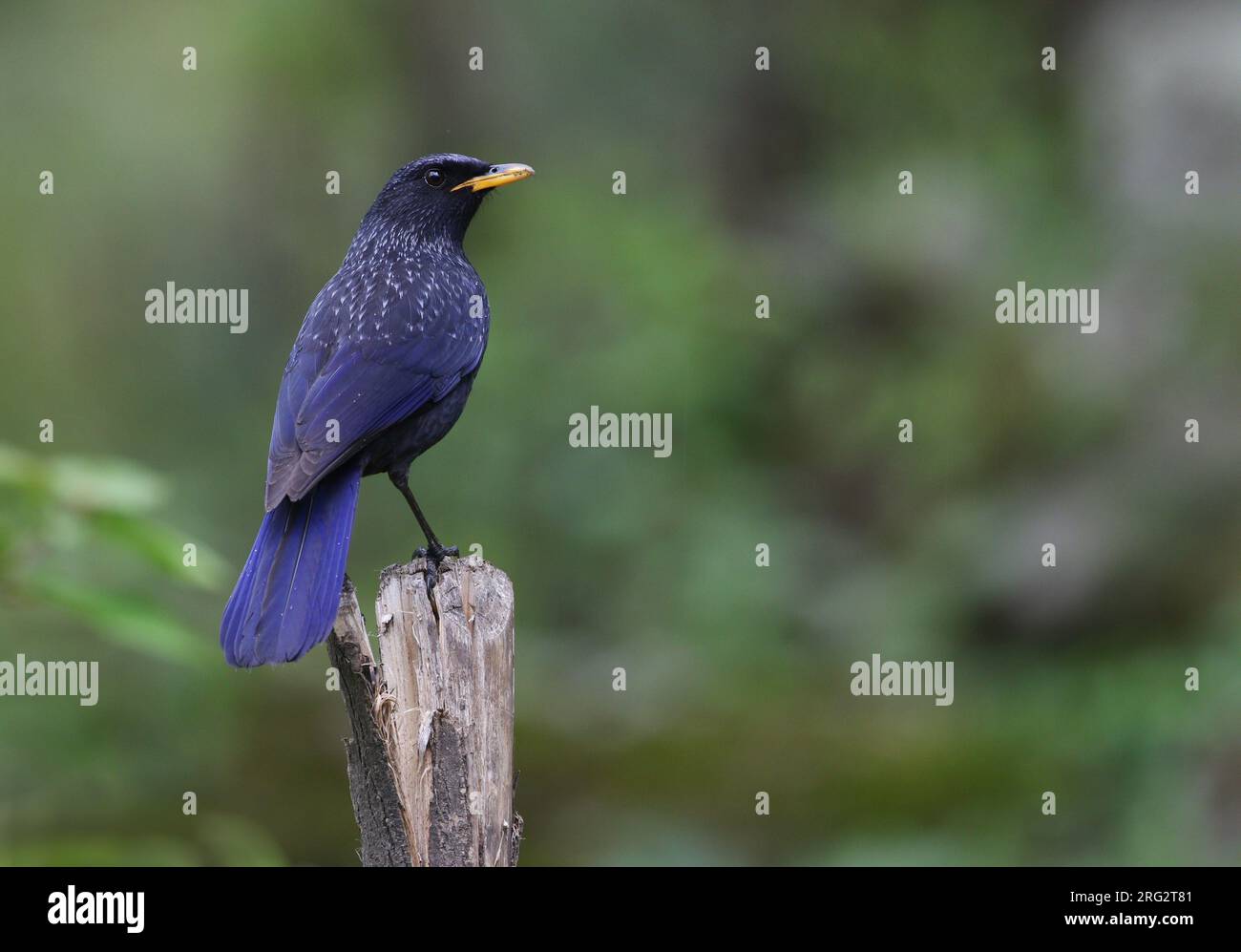 Blue Whistling Thrush (Myophonus caeruleus) in the Liddar Valley ...