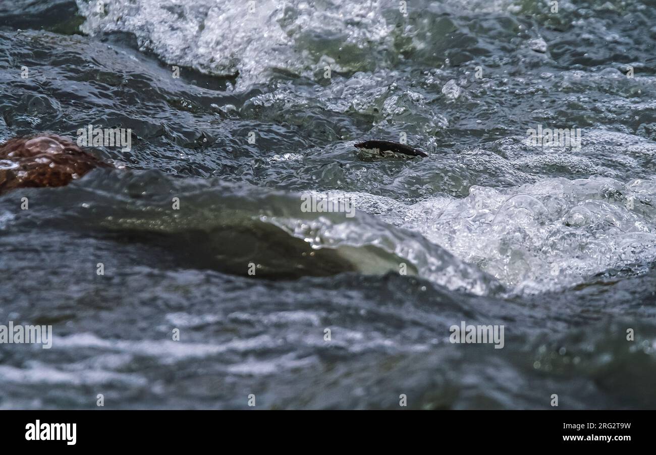 Transcaucasian Water Shrew (Neomys teres) swimming in a river near ...