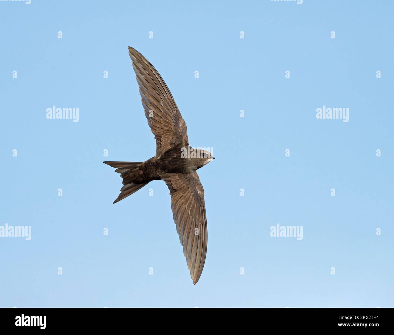 Common Swift (Apus apus) flying, migrating in blue sky showing ...
