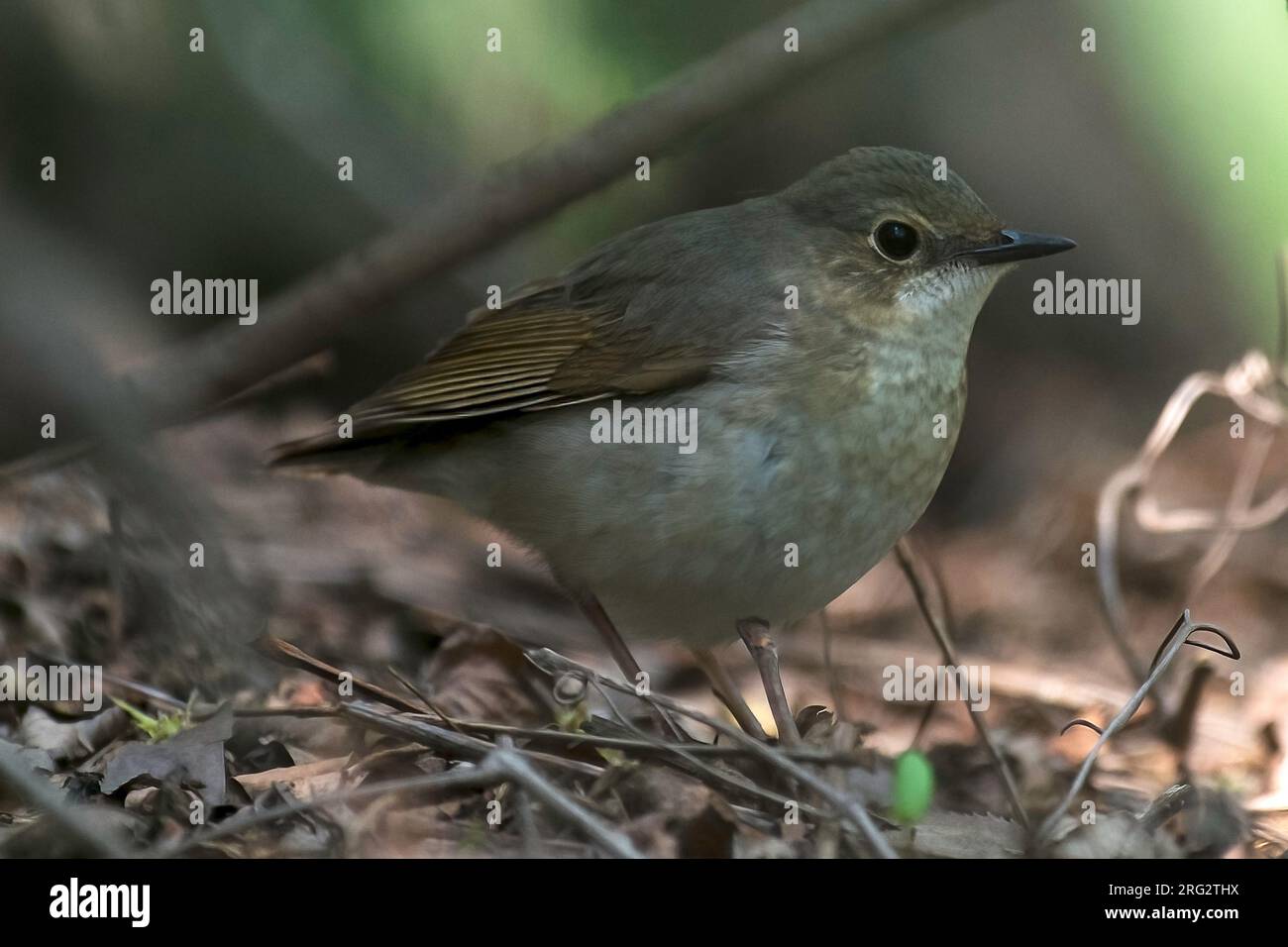 Siberian Blue Robin (Larvivora cyane), female standing on ground in ...