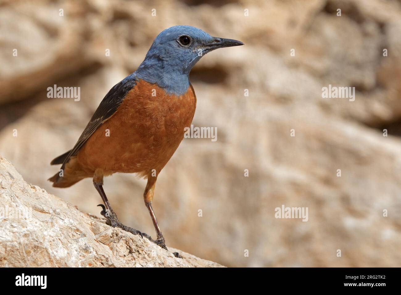 Rode Rotslijster mannetje zomerkleed; Rufous-tailed Rock Thrush male ...