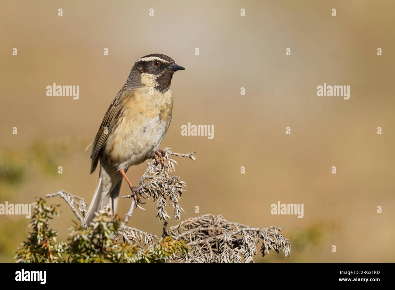 Black-throated Accentor - Schwarzkehlbraunelle - Prunella atrogularis ...