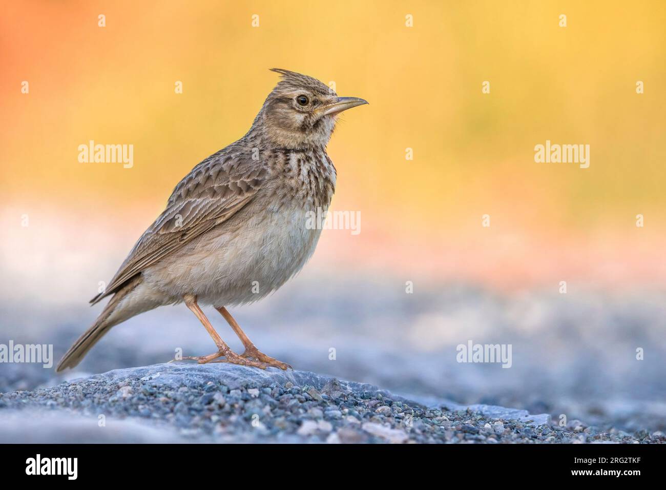 Crested Lark (Galerida cristata neumanni) standing on the ground in ...