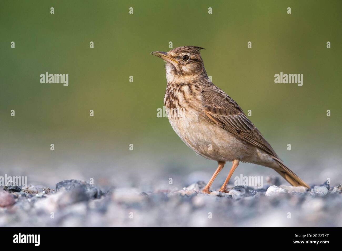 Crested Lark (Galerida cristata neumanni) standing on the ground in ...