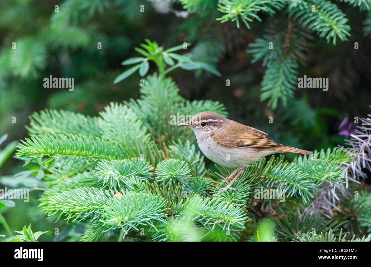 Pale-legged leaf warbler (Phylloscopus tenellipes) during spring ...