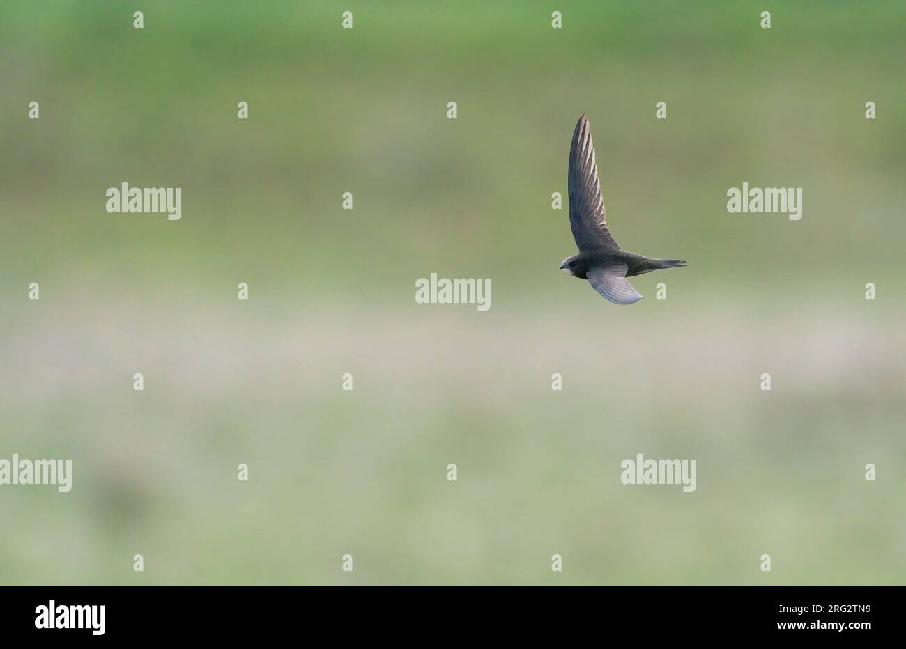 Common Swift (Apus apus) flying, migrating with high speed showing ...