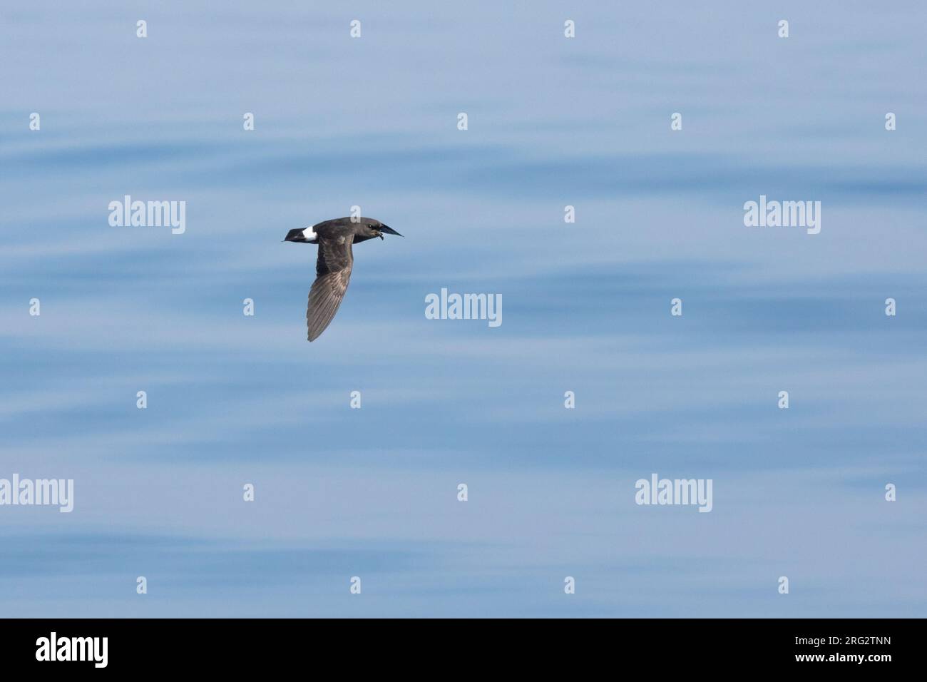 European Storm-Petrel (Hydrobates pelagicus), melitensis subspecies ...