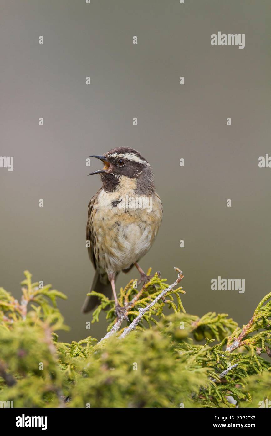 Subspecies huttoni hi-res stock photography and images - Alamy