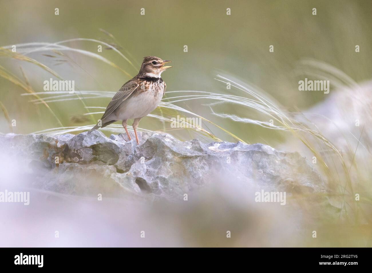 Adult singing Calandra Lark, Melanocorypha calandra, in Italy Stock ...