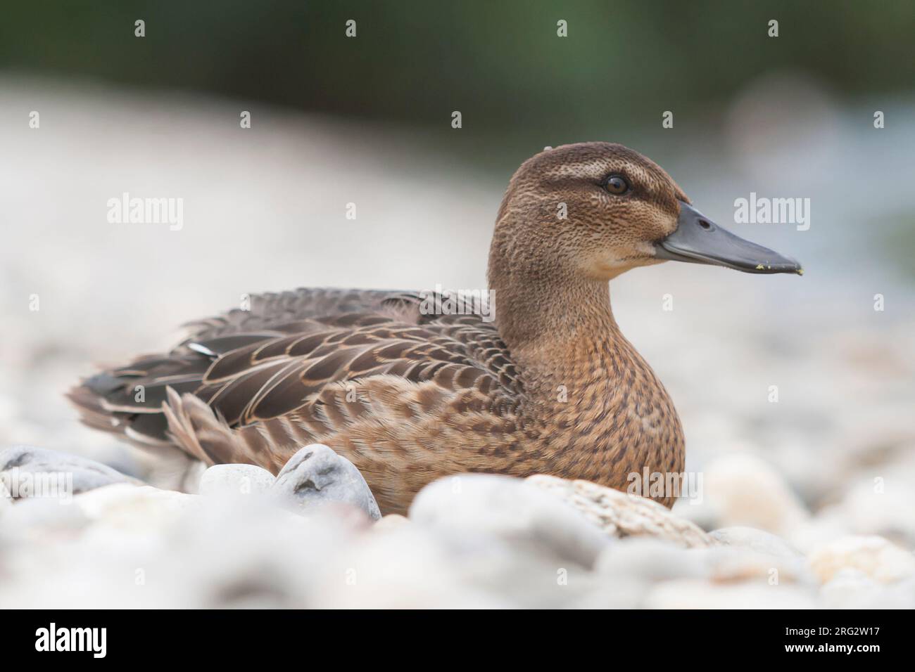 Garganey eclipse hi-res stock photography and images - Alamy