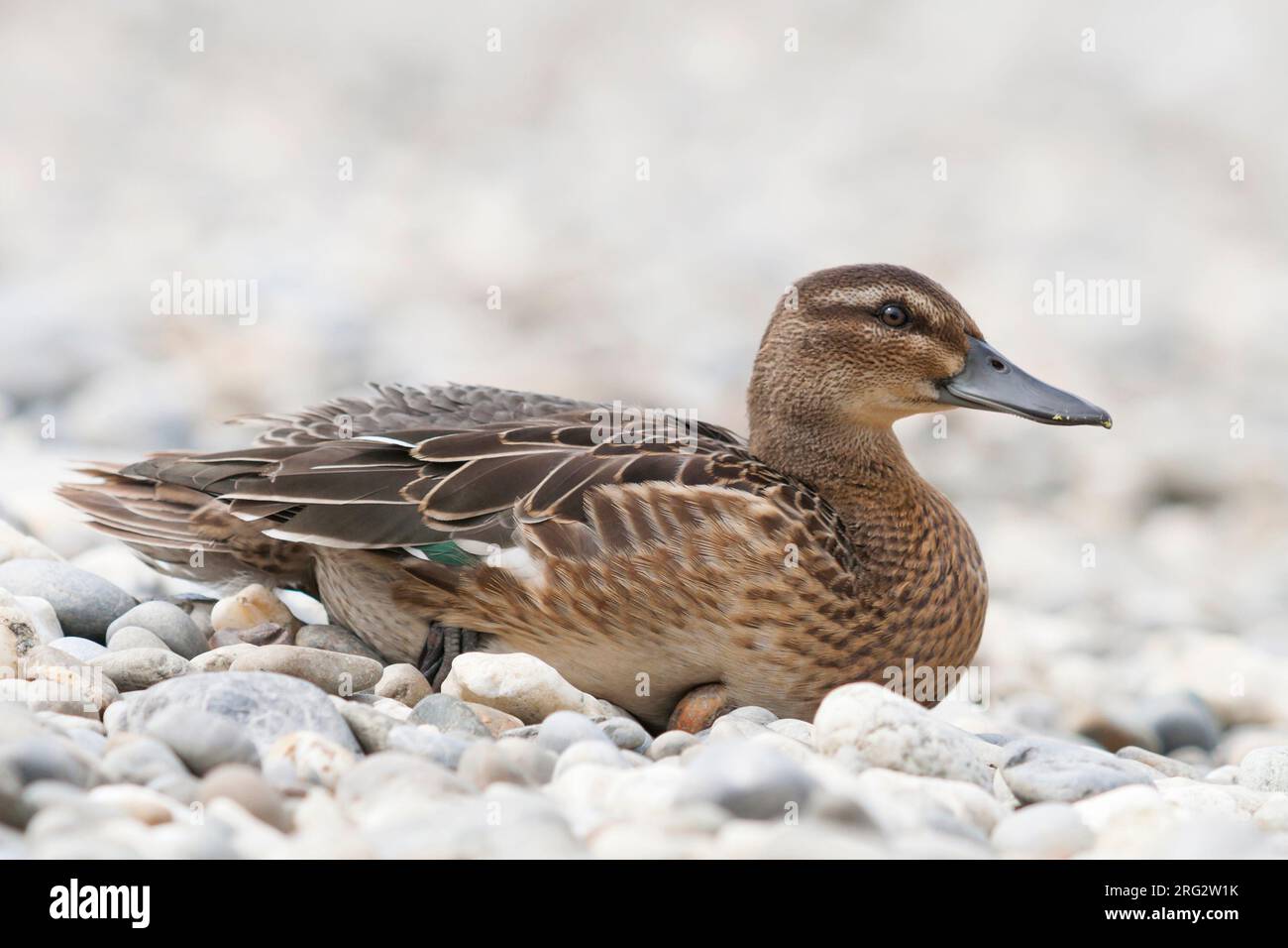 Garganey eclipse hi-res stock photography and images - Alamy
