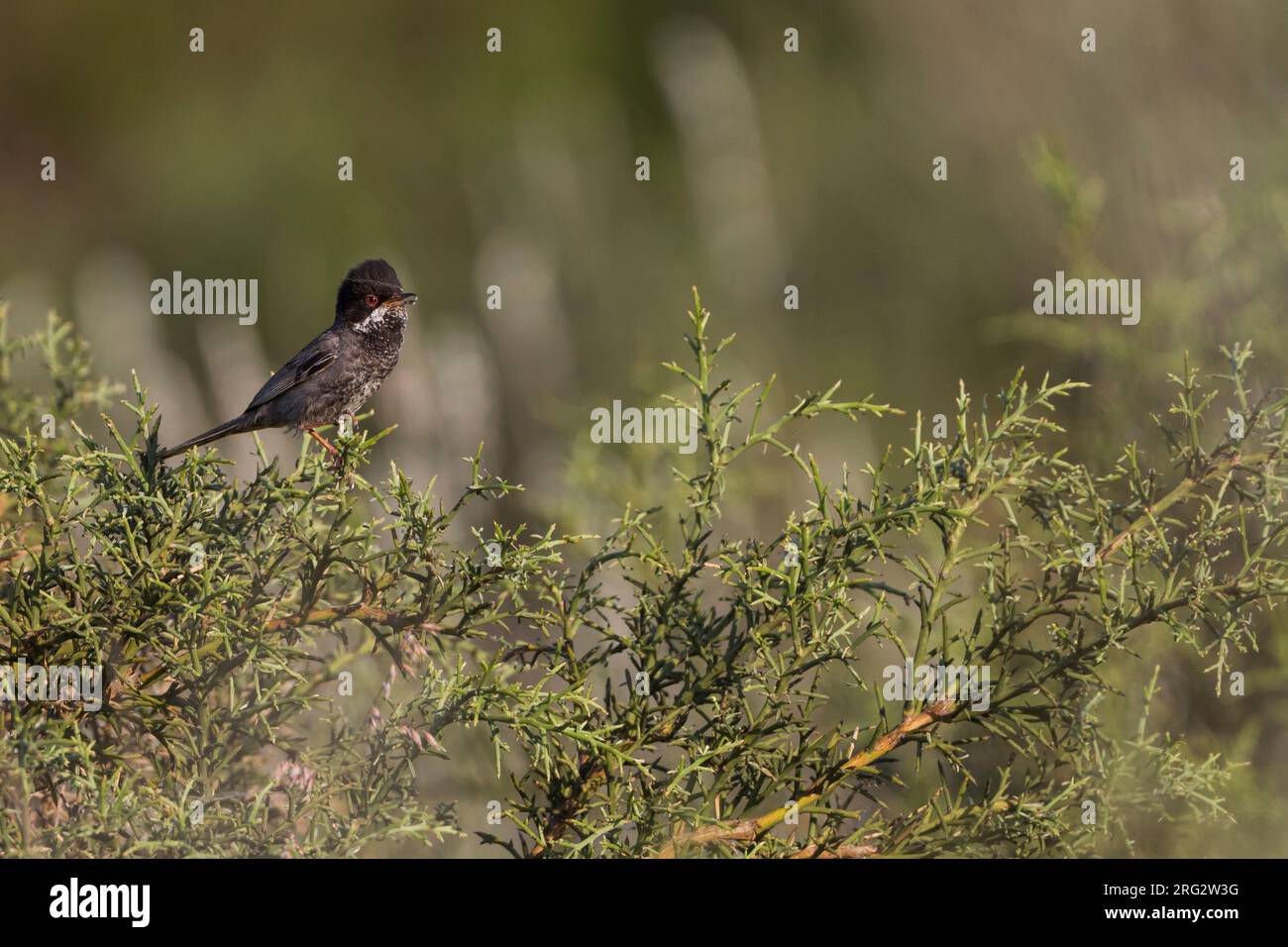 Cyprus warbler sylvia melanothorax male hi-res stock photography and ...