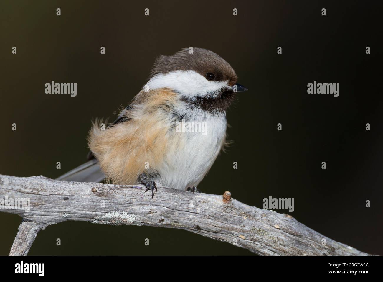Siberian Tit - Lapplandmeise - Poecile cinctus lapponicus, Finland ...