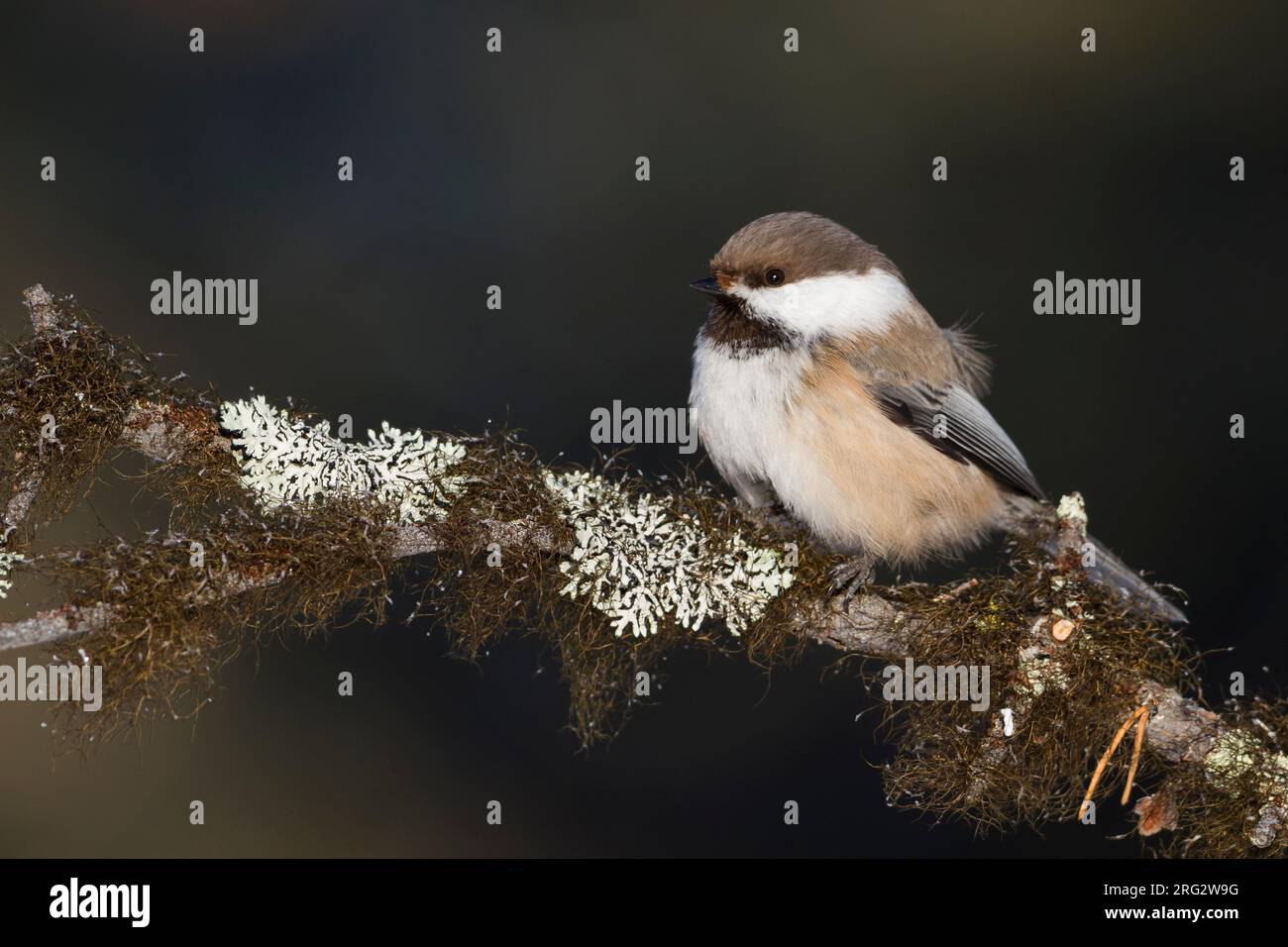 Siberian Tit - Lapplandmeise - Poecile cinctus lapponicus, Finland ...