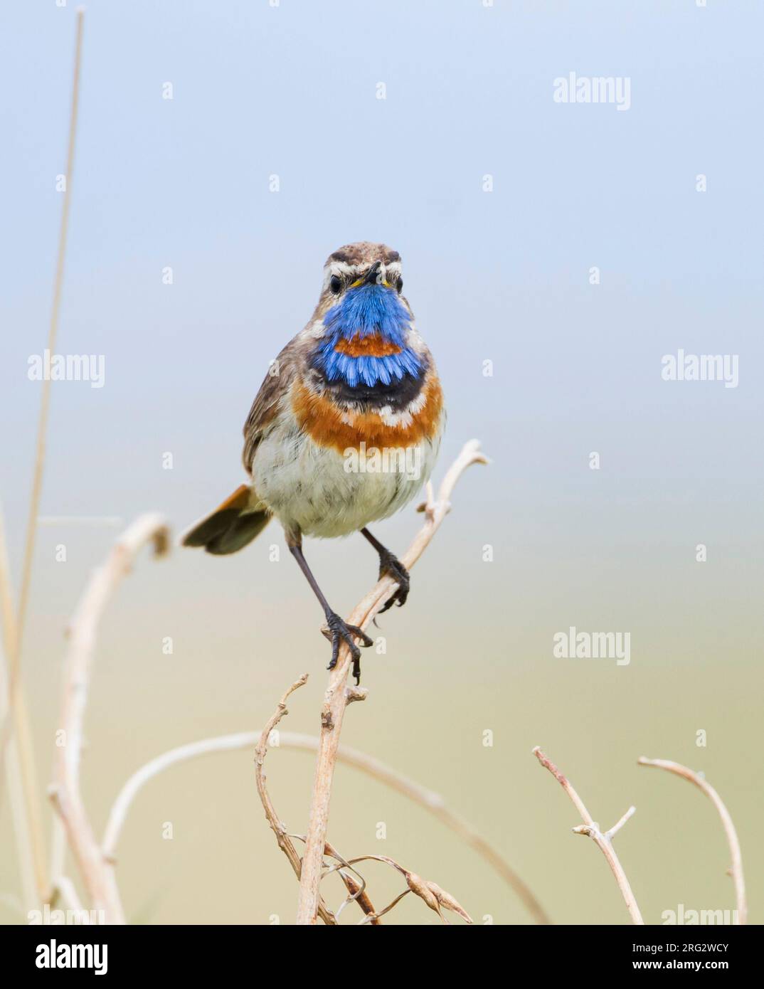 Red-spotted Bluethroat - Blaukehlchen - Cyanecula svecica ssp ...