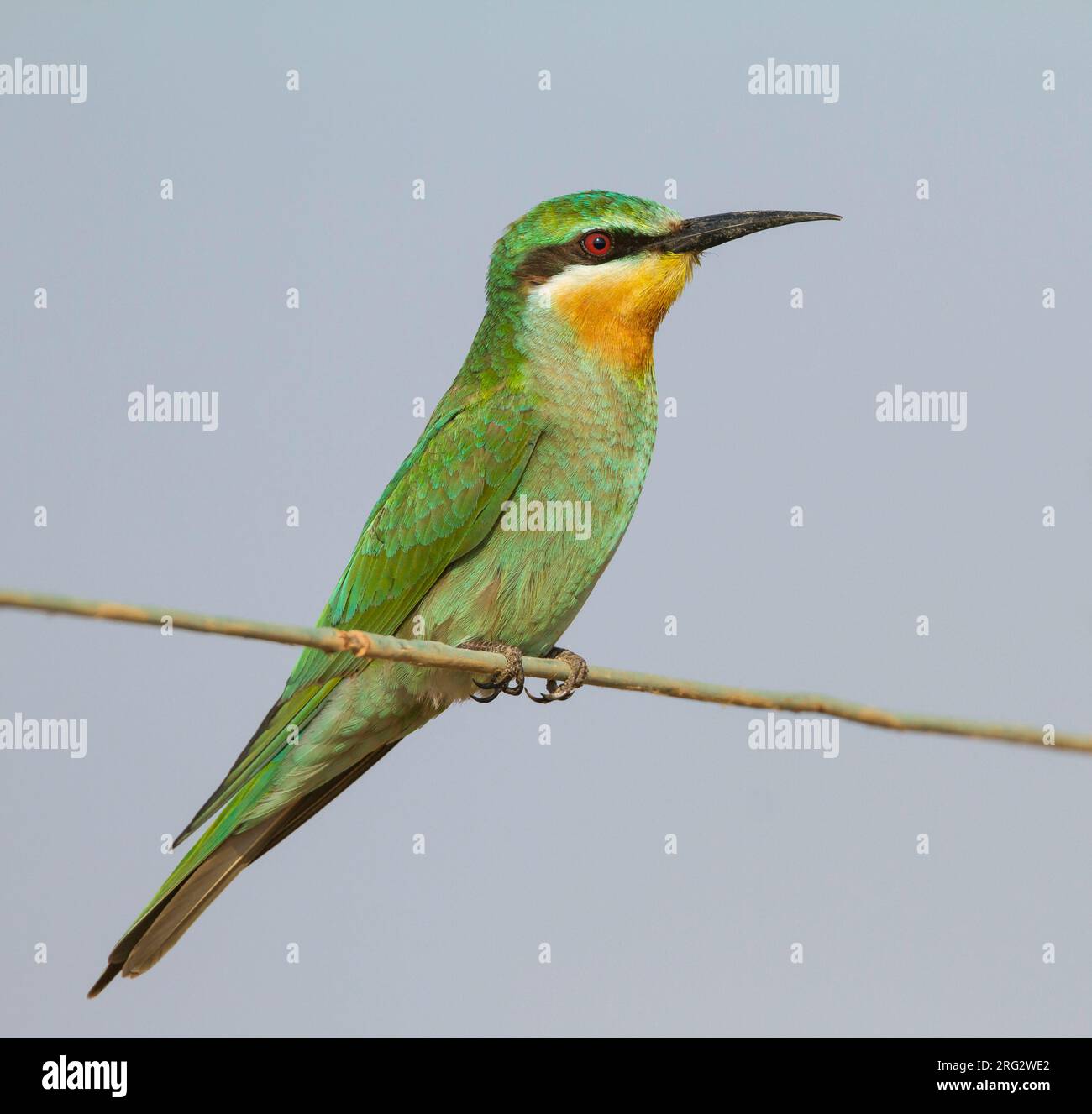 Blue-cheeked Bee-eater - Blauwangenspint - Merops persicus ssp ...