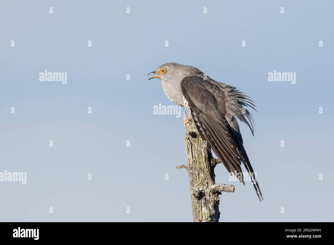 Oriental Cuckoo - Hopfkuckuck - Cuculus saturatus ssp. optatus, Russia ...