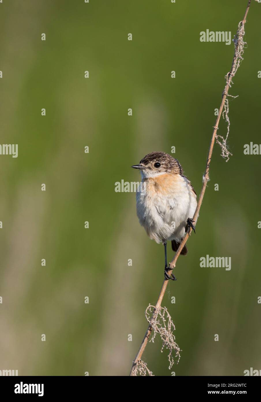 Siberian Stonechat - Pallasschwarzkehlchen - Saxicola maurus, Russia ...