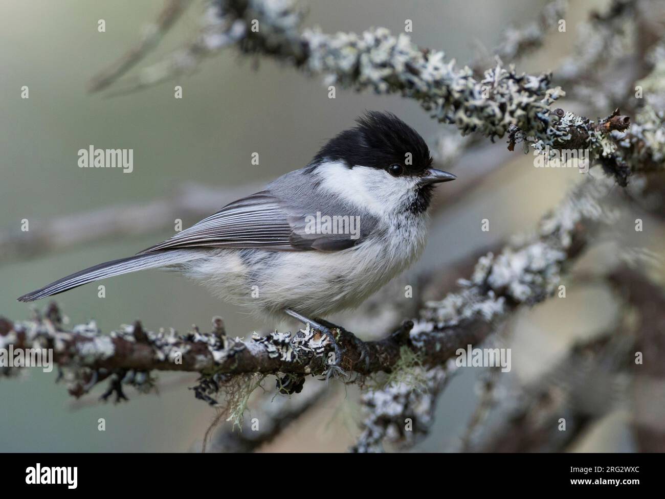 Willow Tit - Weidenmeise - Poecile montanus ssp. uralensis, Russia ...