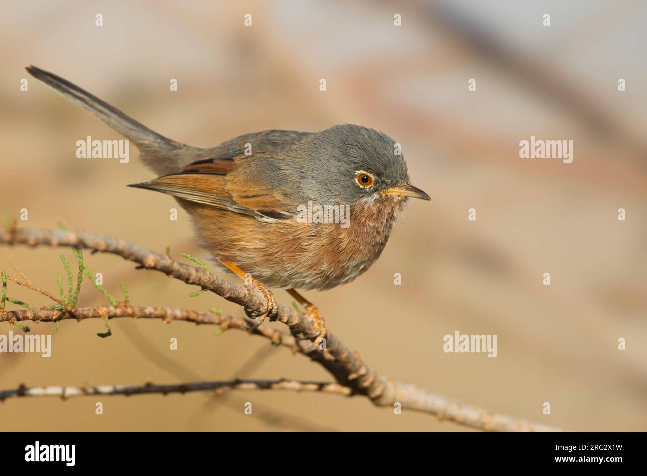 Tristram's Warbler - Atlasgrasmücke - Sylvia deserticola, Morocco ...