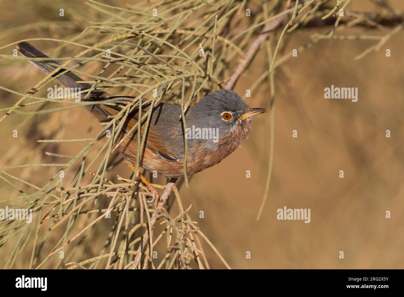 Tristram's Warbler - Atlasgrasmücke - Sylvia deserticola, Morocco ...