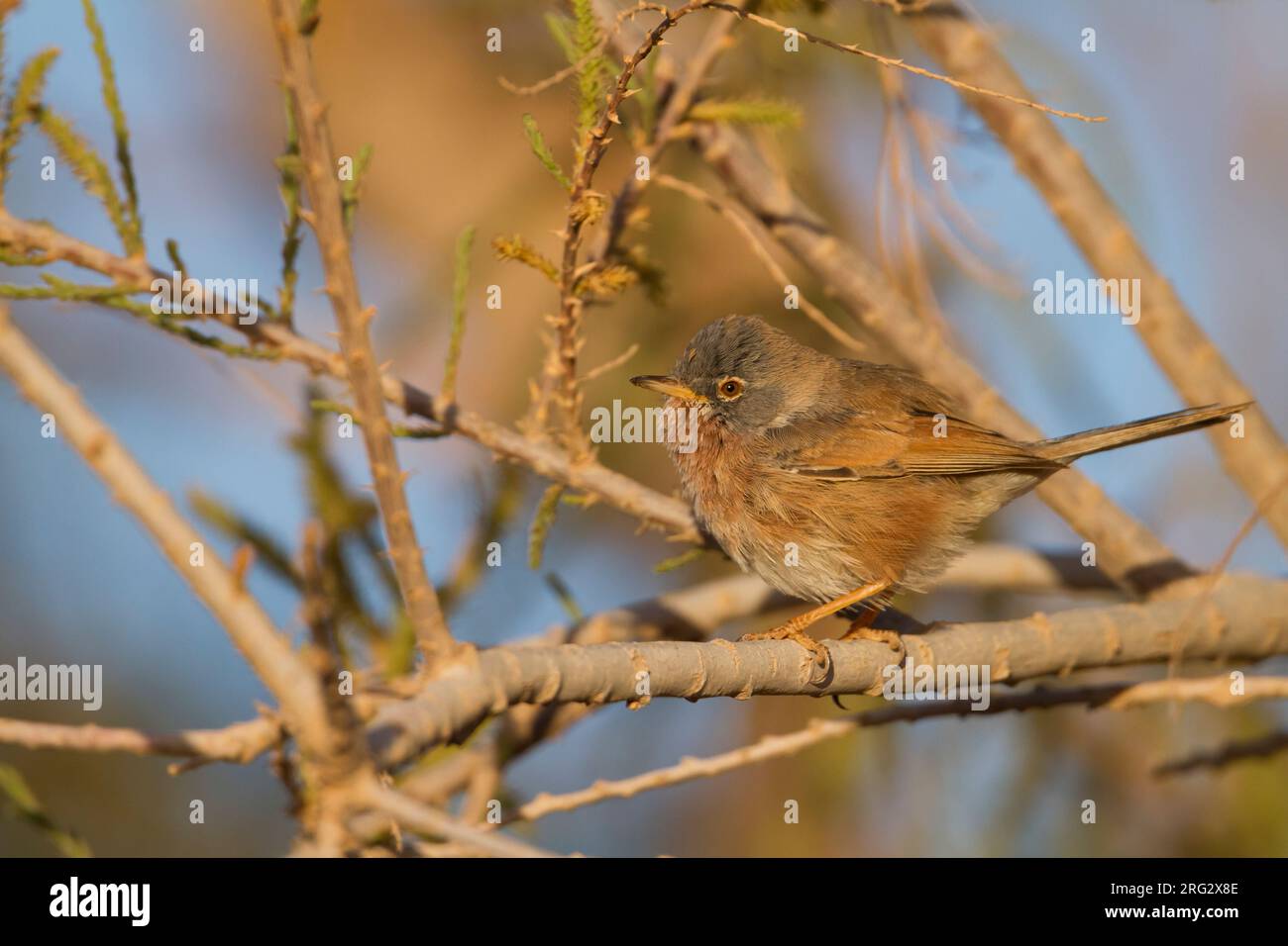 Tristram's Warbler - Atlasgrasmücke - Sylvia deserticola, Morocco ...