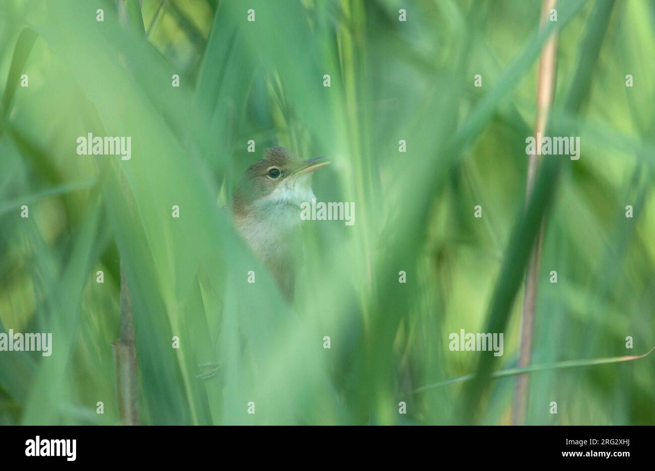 Common Reed Warbler - Teichrohrsänger - Acrocephalus scirpaceus ssp ...