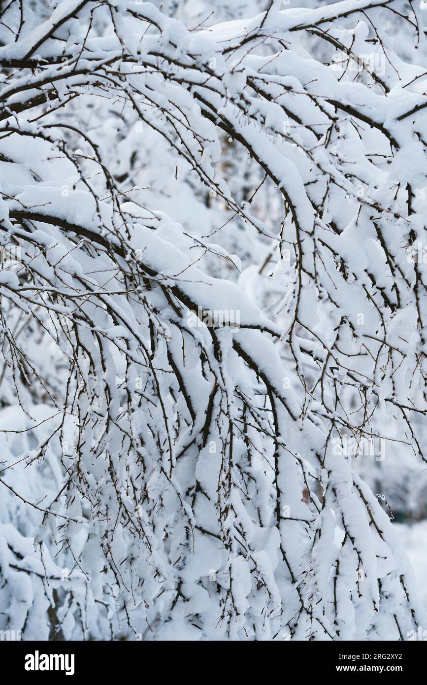 Heavy snowfall trees branches covered hi-res stock photography and ...