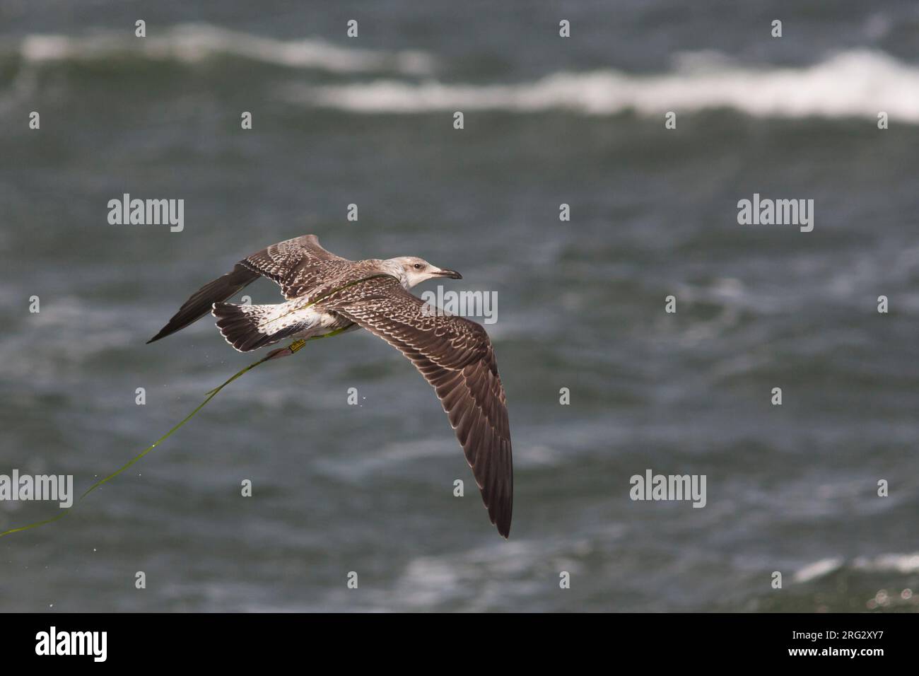 Baltic Gull - Heringsmöwe - Larus fuscus fuscus, Germany, 1 cy Stock ...