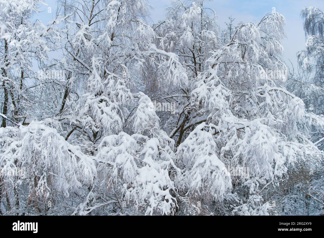 Winter frozen trees tree weather hi-res stock photography and images ...