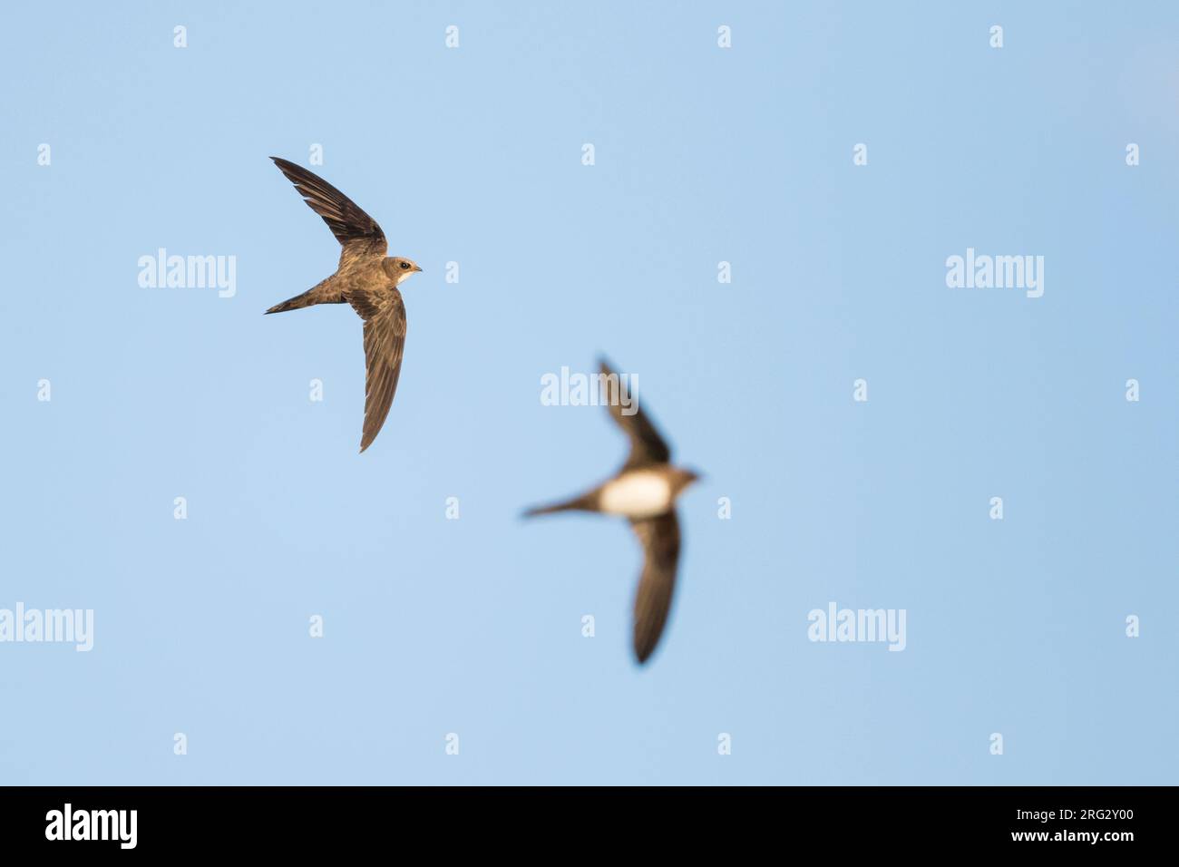 Alpine Swift - Alpensegler - Tachymarptis melba ssp. melba, Germany ...
