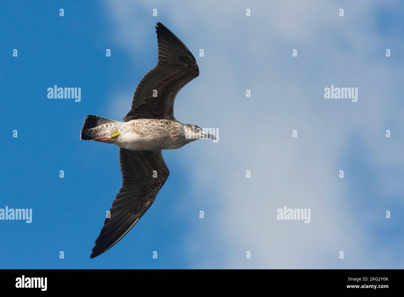 Baltic Gull - Heringsmöwe - Larus fuscus fuscus, Germany, 1 cy Stock ...