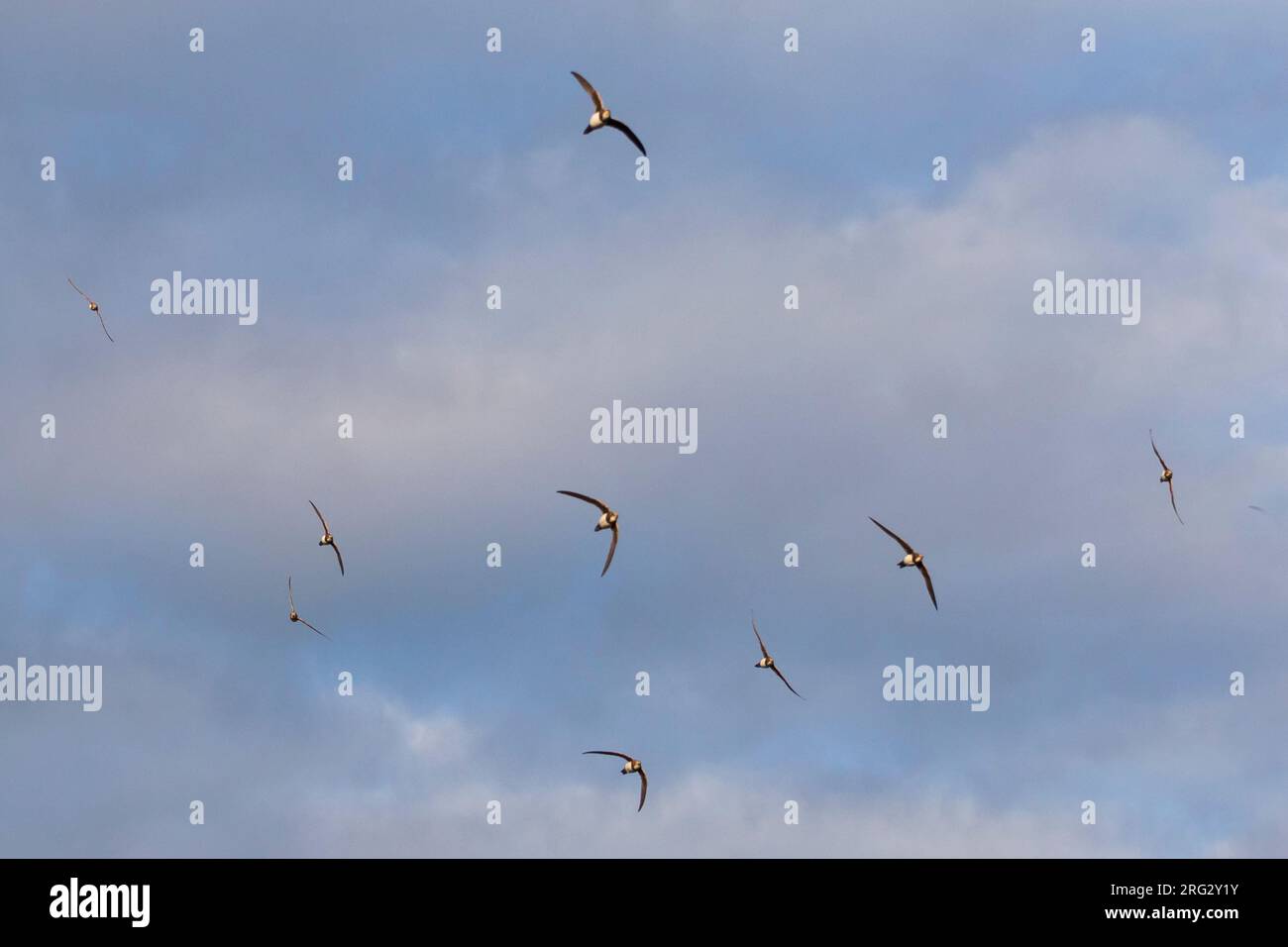 Alpine Swift - Alpensegler - Tachymarptis melba ssp. melba, Germany ...