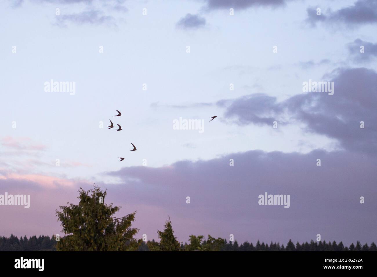 Alpine Swift - Alpensegler - Tachymarptis melba ssp. melba, Germany ...